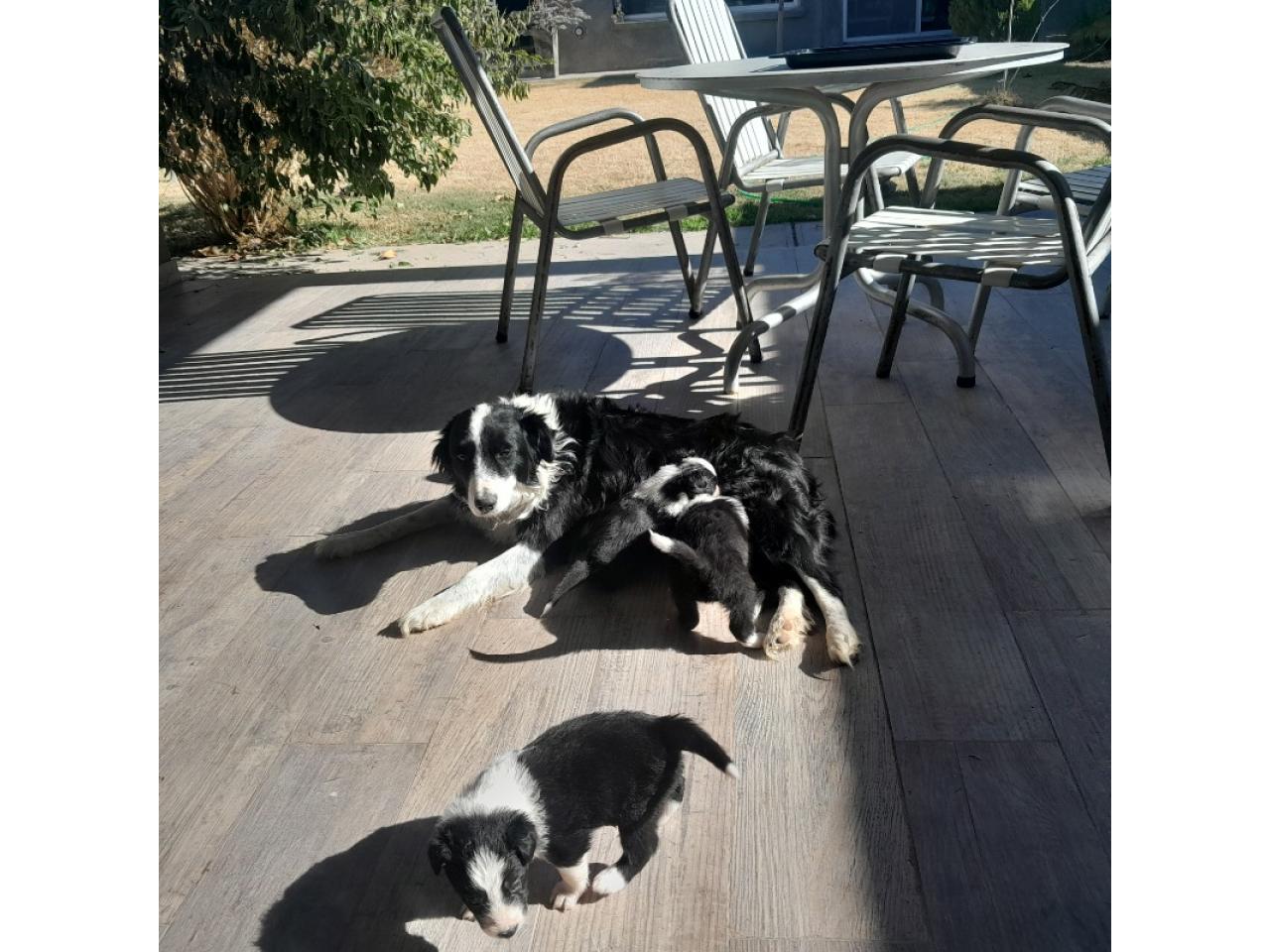 Hermosos Cachorros Border Collie. - Comprá en San Juan Hermosos Cachorros Border Collie. - Comprá en San Juan